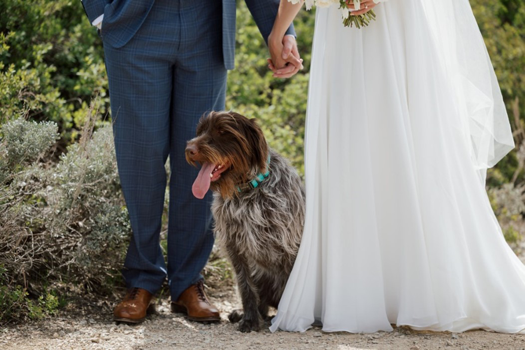 Top Tips for Including Pets in Your Wedding - Utah Bride & Groom